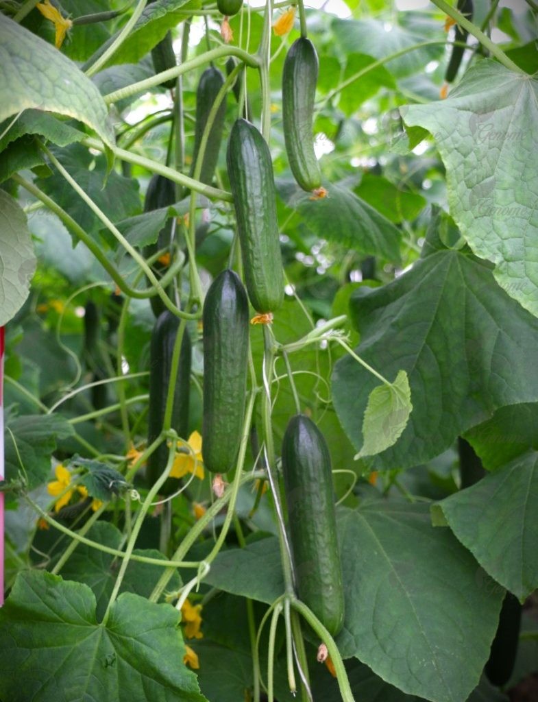 Beta alpha | Genome Seeds